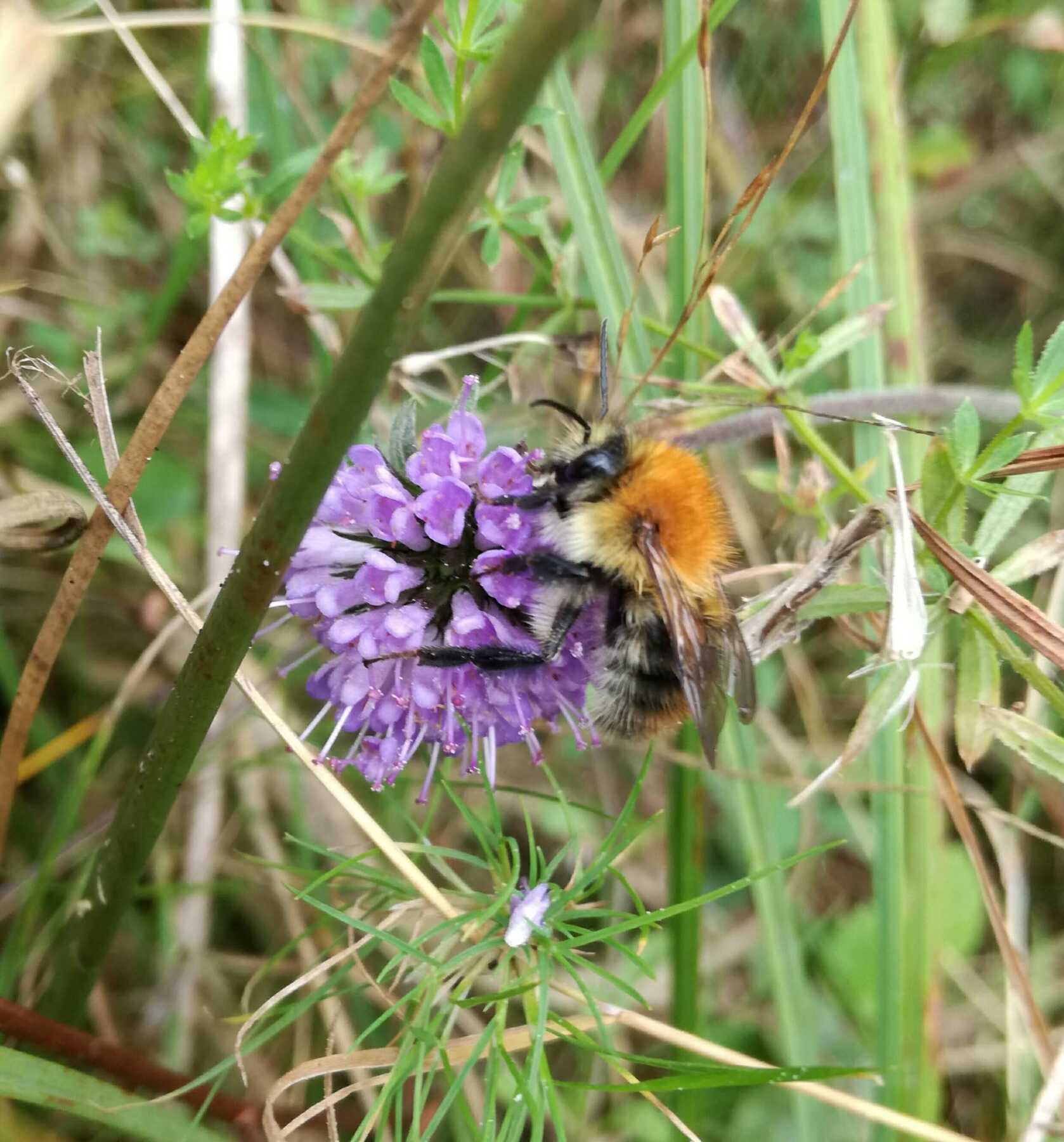 Ashreigney and Riddlecombe Nature Recovery Group - aDoddle
