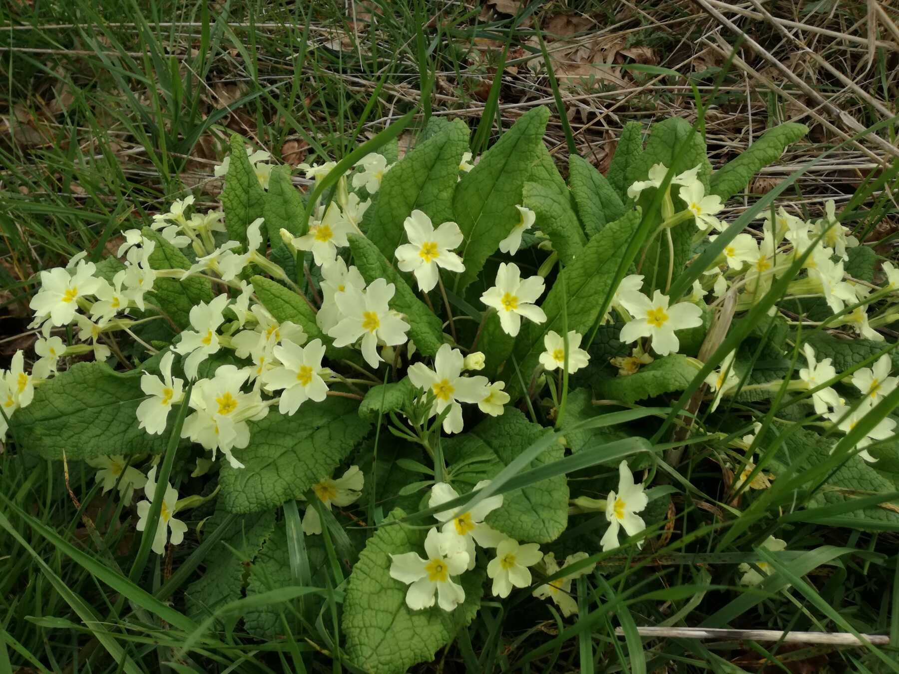 Ashreigney and Riddlecombe Nature Recovery Group - aDoddle